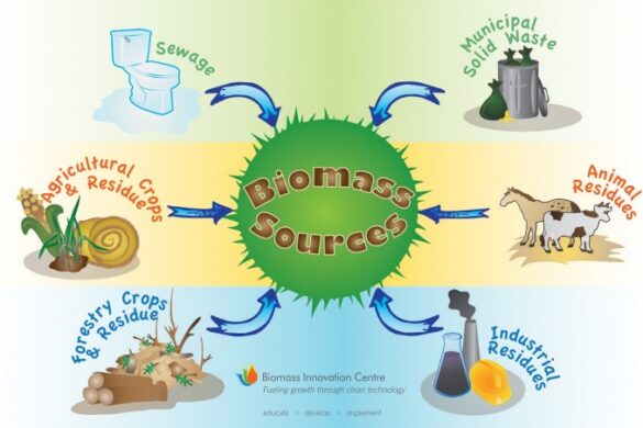 Biomassa, Bioenergi, dan Biofuel: Apa Bedanya? - Bioenergi